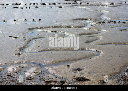 Drainage channels in the estuary mud at low tide, looking across the ...