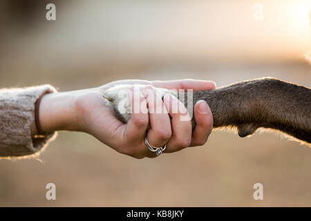 dog and owner handshaking or shaking hands , dog with paw and looking ...
