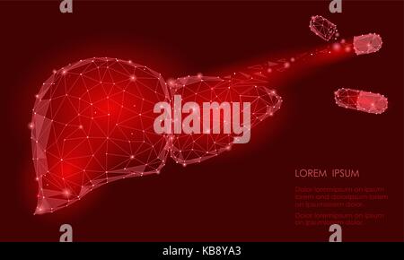 Treatment regeneration decay Human Liver Internal Organ Triangle Low ...