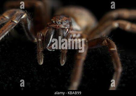 New Zealand spiders, vagrant spider Stock Photo - Alamy