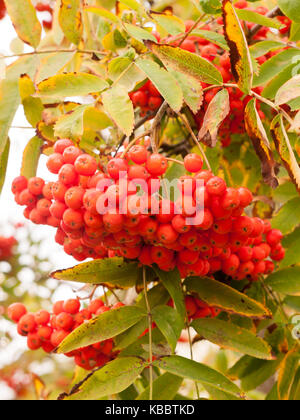 big bunch of orange fresh rowan berries on tree; Essex; England; UK ...