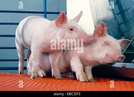 25 LB. CROSSBRED PIG Stock Photo - Alamy