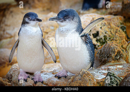 Little blue / fairy penguin (Eudyptula minor) adult with almost fully ...