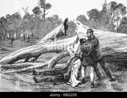 NED KELLY (1854-1880) Australian bushranger makes his last stand at ...