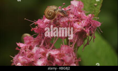 Baby sweet snail on pink flower Stock Photo - Alamy