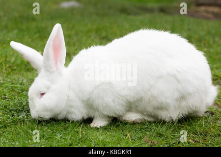 Flemish Giant white rabbit Stock Photo - Alamy