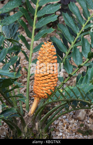 Encephalartos ferox cycad Stock Photo - Alamy