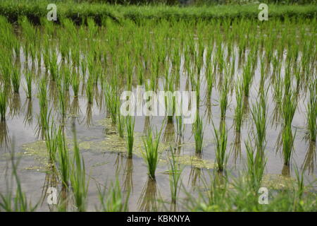 Close up of rice plants inside Jatiluwih rice terraces in Bali ...