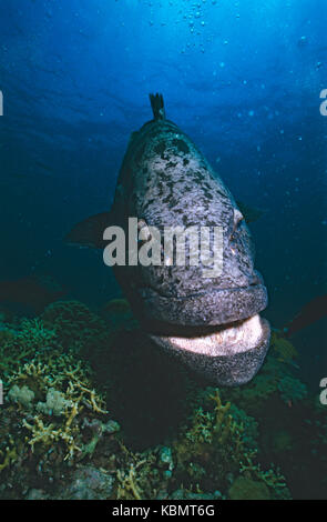 Potato grouper (Epinephelus tukula) with open mouth, solid blue ...