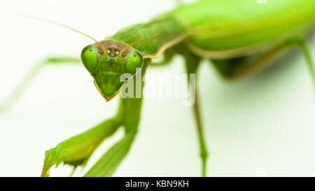 Praying mantis side view head and claws Stock Photo: 15336767 - Alamy