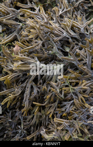 Closeup of Seaweed Design Background Stock Photo - Alamy