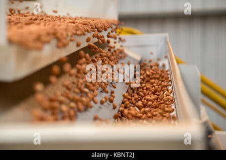 peanut process industry brazil Stock Photo - Alamy