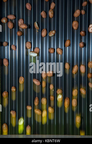 peanut process industry brazil Stock Photo - Alamy
