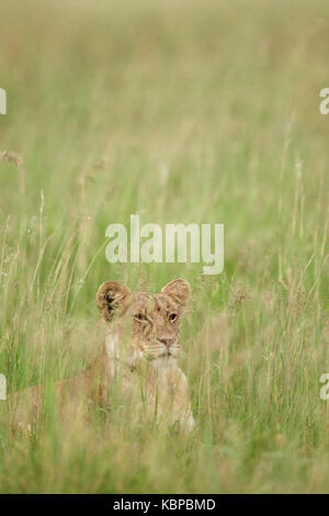 Lion cub frontal portrait staring attentively at camera on black ...