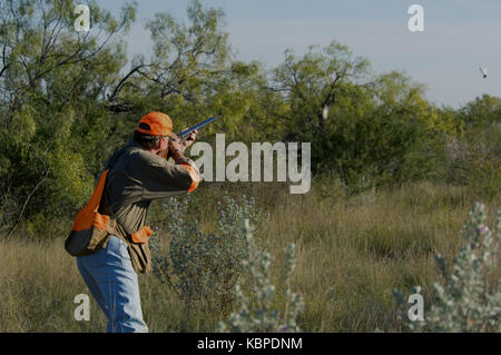 Quail hunters shoot at flushing bobwhite quail on a ranch in West Texas ...