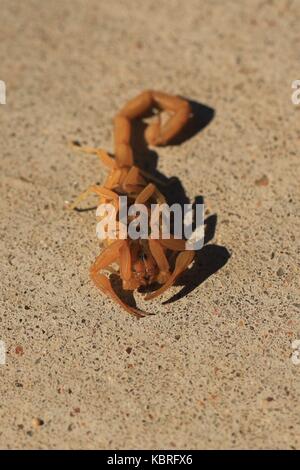 Brown bark scorpion close up image taken in Panama Stock Photo - Alamy