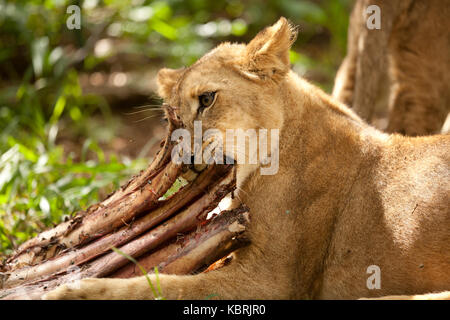 young lion chewing on ribs of a carcass in shade green leafy background ...