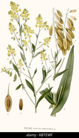 Isatis tinctoria L., commonly known as woad, is a plant species in the ...