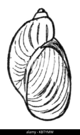 Novisuccinea ovalis shell Stock Photo - Alamy