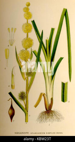 Sparganium simplex nf Stock Photo - Alamy