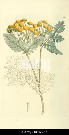 Tansy flower - Tanacetum vulgare is a medicinal herb with clusters of ...