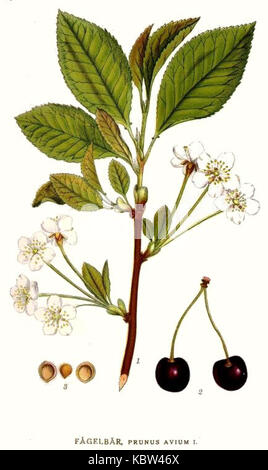 Prunus avium Flowering cherry. Cherry flowers on a tree branch Stock ...