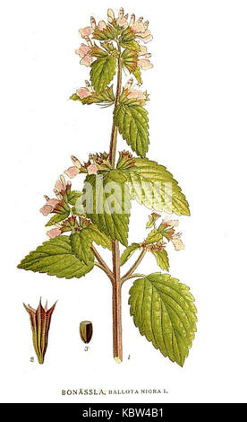 98 Ballota nigra Stock Photo - Alamy