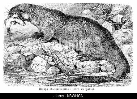 European Otter Lutra lutra swimming Stock Photo - Alamy