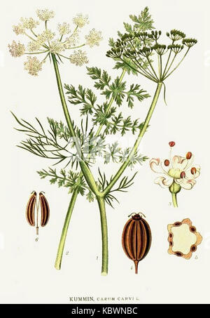 Plants and gardening Caraway Carum carvi, meridian fennel plant ...