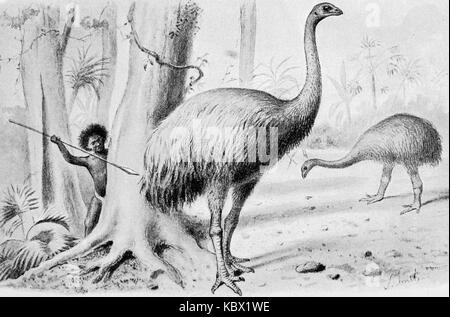 Hunting Moa - rotated Stock Photo - Alamy