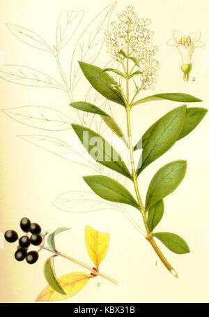 Ligustrum vulgare liguster Stock Photo - Alamy