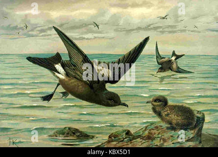 Oceanodroma leucorhoea (Naumann Stock Photo - Alamy