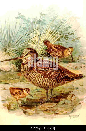 Eurasian Woodcock (Scolopax rusticola) 2 birds feeding in snow at ...