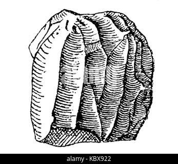 Neolithic flint core Stock Photo - Alamy