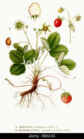 301 Fragaria viridis, Fragaria vesca Stock Photo - Alamy