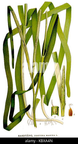 Eelgrass seagrass, Zostera marina, underwater in the Atlantic ocean ...