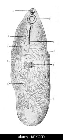 Fasciolopsis buski Giant intestinal fluke Stock Photo - Alamy