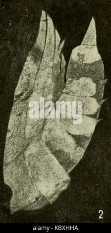 Hurdia victoria USNM PAL 57491 Stock Photo - Alamy