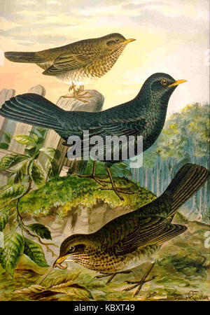 Blackbird Eurasian blackbird bird Turdus merula thrush throstle ...