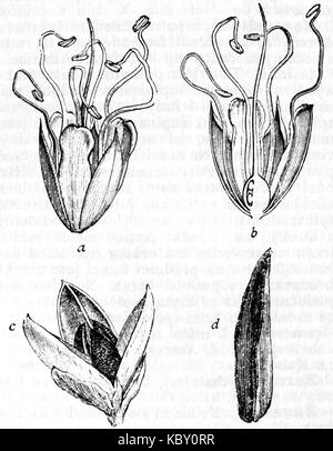 Xanthorrhoea-flower, fruit and seed Stock Photo - Alamy