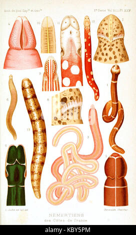 Nemertean worms - phylum nemertea Stock Photo - Alamy