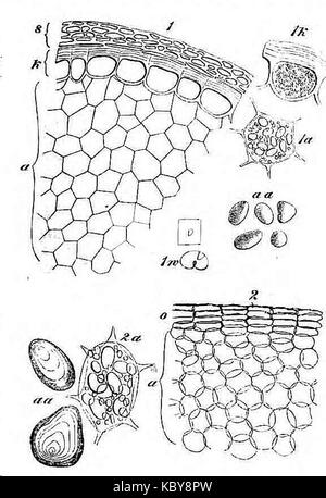 This illustration depicts a scene from the 1853 Spithead Naval Review ...