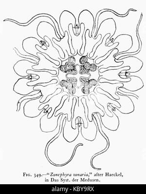 A detailed illustration from 'Medusae of the World' depicting Atorella ...