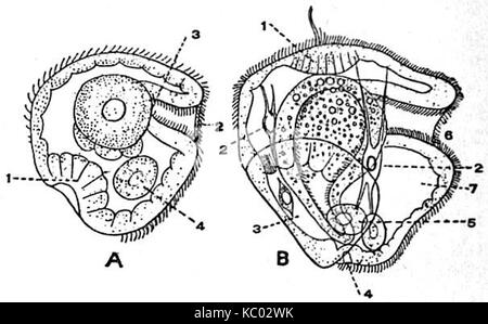 EB1911 Larval Forms Young Trochosphere Larva of the Gephyrean Echiurus ...