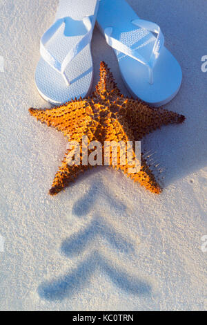 Christmas tree from sea shells, starfish alternative decoration blue ...