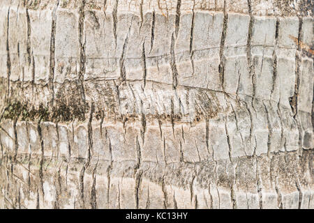 Coconut tree trunk texture Stock Photo - Alamy