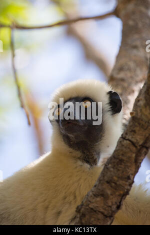 Endangered Von der Decken's sifaka (Propithecus deckenii) sitting in ...