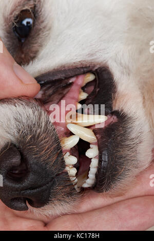 Dog teeth with cavities close-up. Checking dog teeth Stock Photo - Alamy