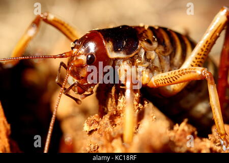 New Zealand tree weta Stock Photo - Alamy