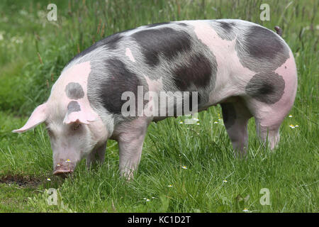 Beautiful young petrain breed pig posing on summer meadow. Healthy ...